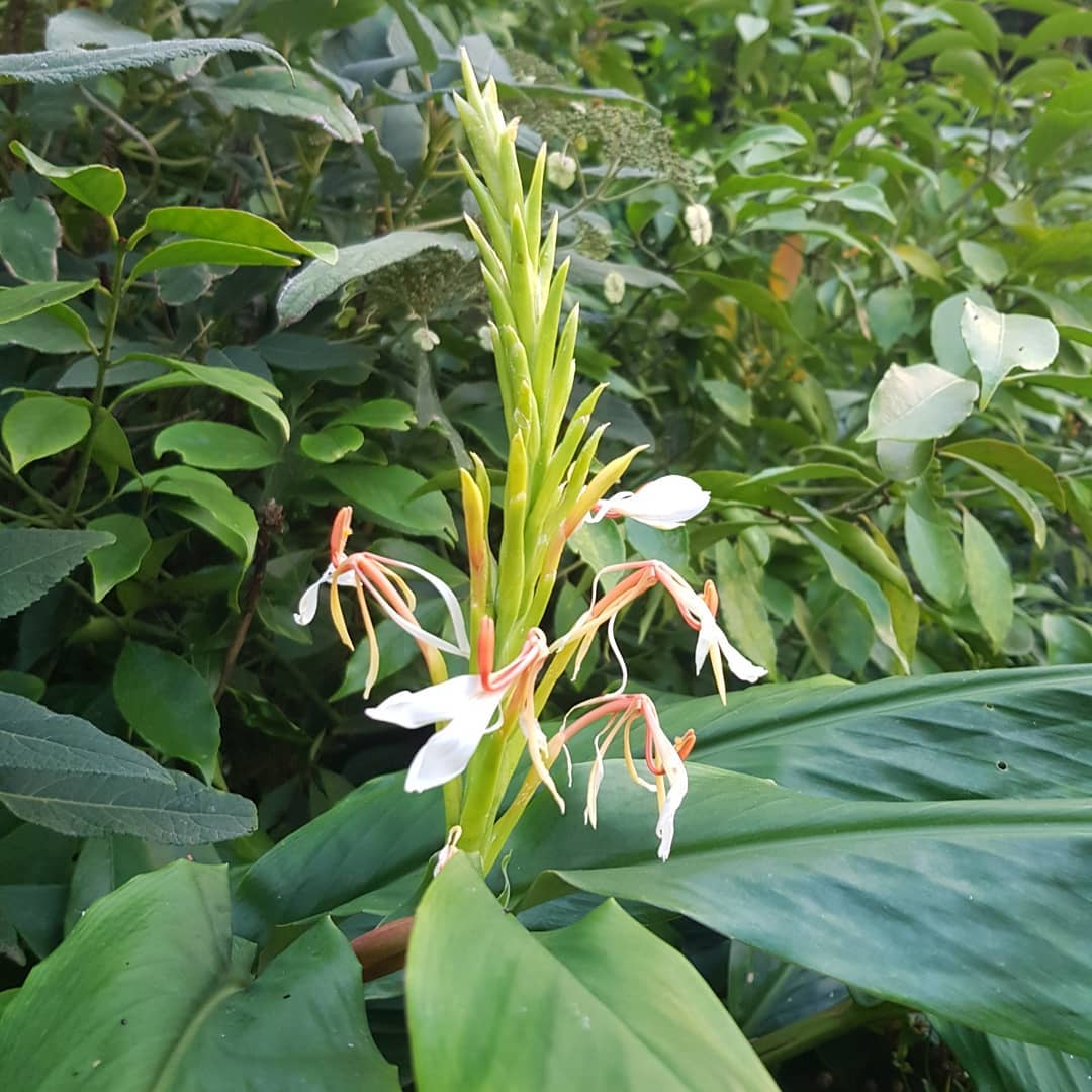 Valley of Flowers National Park: A Blooming Himalayan Paradise