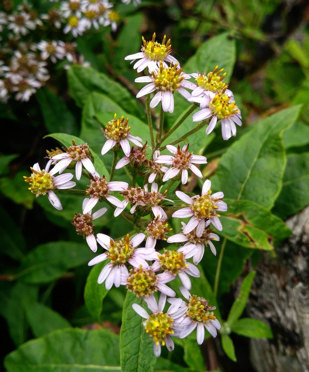 Valley of Flowers National Park, Uttarakhand
