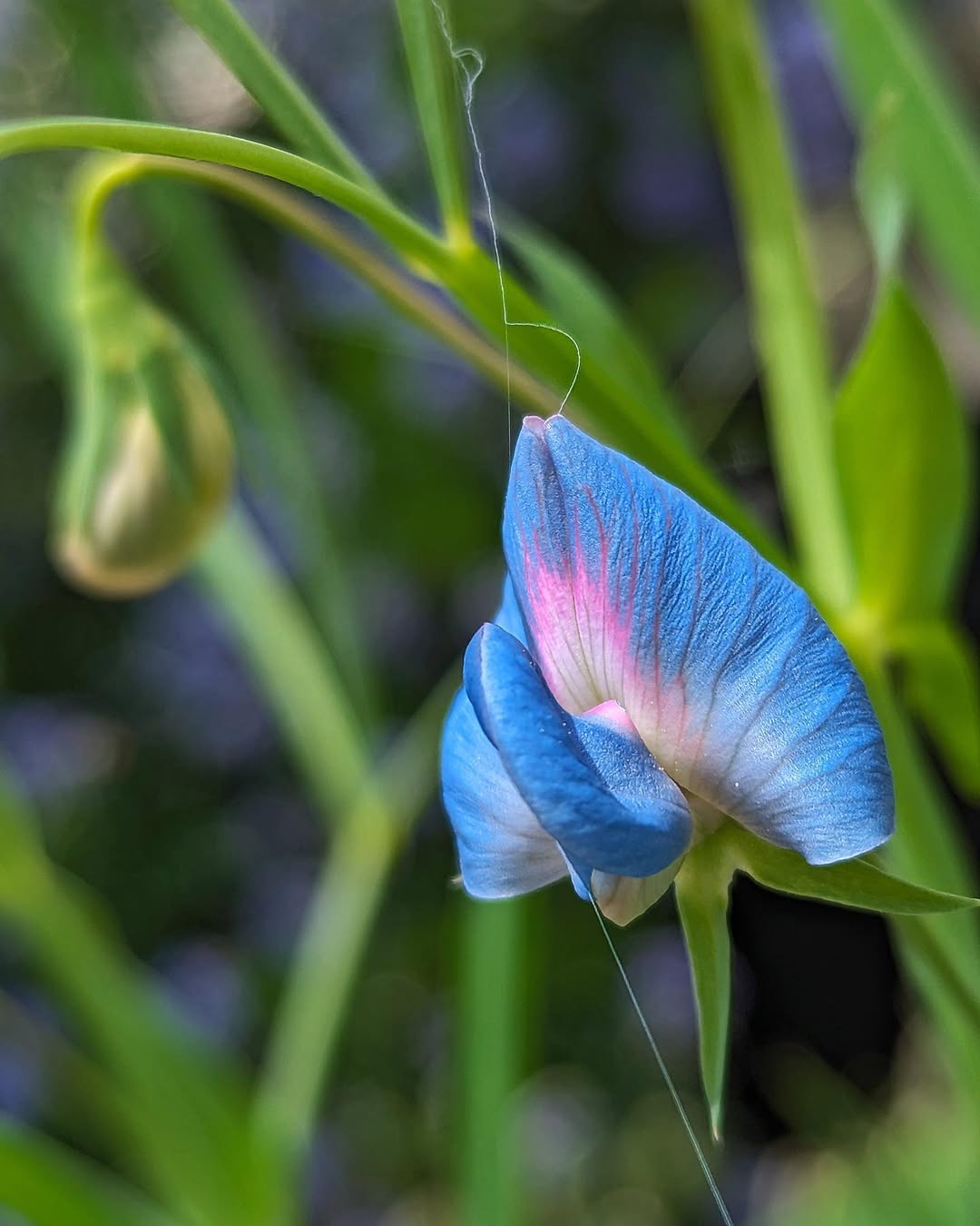Valley of Flowers National Park, Uttarakhand