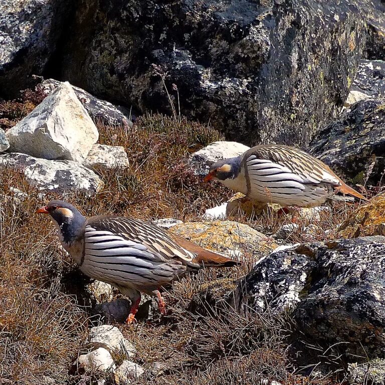 Kedarnath Wildlife Sanctuary: Treks, Flora, Fauna and More