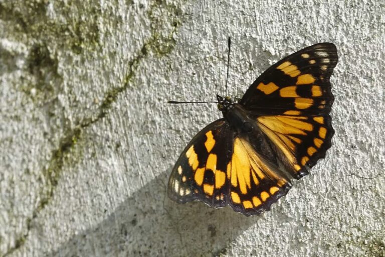 Devalsari Temple: History, How to Reach, Complete Travel Guide