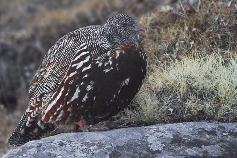 Kedarnath Wildlife Sanctuary: Treks, Flora, Fauna and More